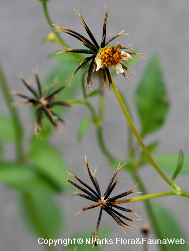NParks | Bidens pilosa