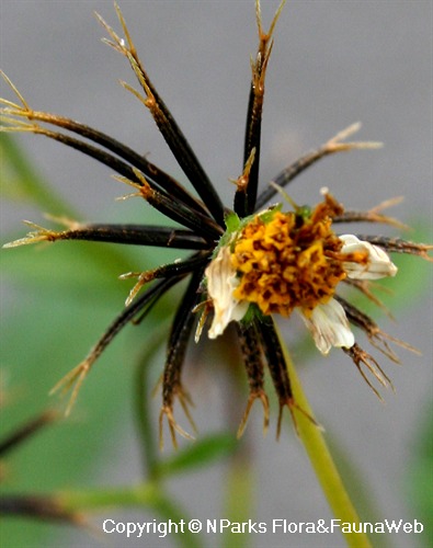NParks | Bidens pilosa