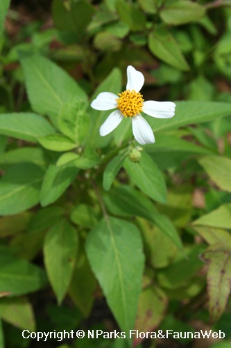 NParks | Bidens pilosa
