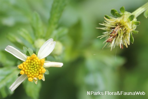 NParks | Bidens pilosa