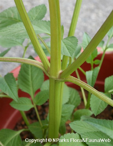 NParks | Bidens pilosa