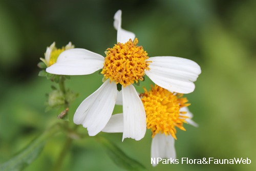 NParks | Bidens pilosa