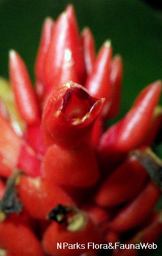 NParks | Costus amazonicus