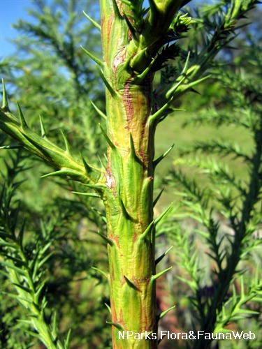 NParks | Cryptomeria japonica