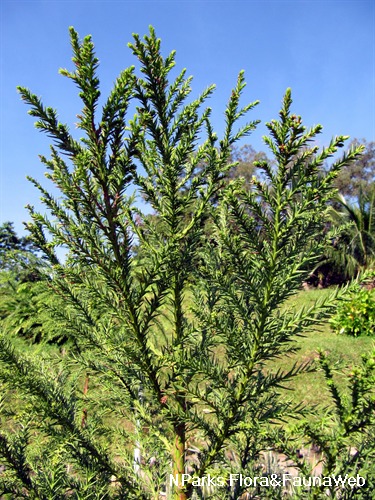 NParks | Cryptomeria japonica