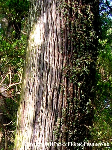 NParks | Cryptomeria japonica