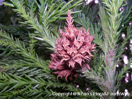 NParks | Cryptomeria japonica