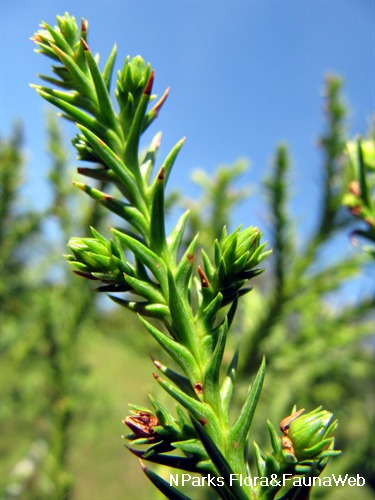 NParks | Cryptomeria japonica