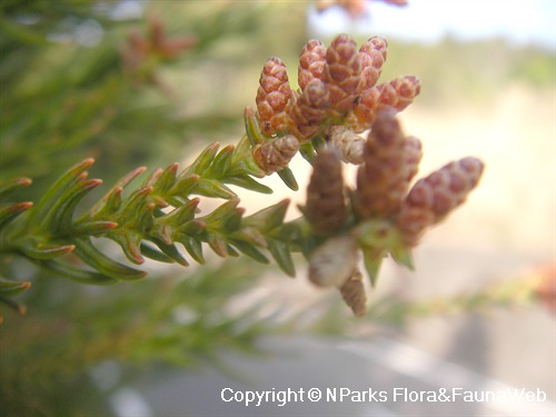 NParks | Cryptomeria japonica