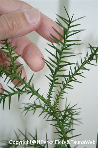 NParks | Cryptomeria japonica