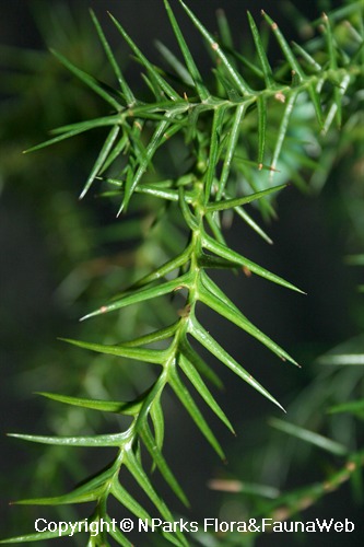 NParks | Cryptomeria japonica