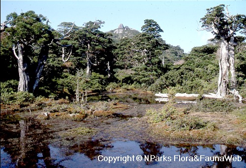 NParks | Cryptomeria japonica