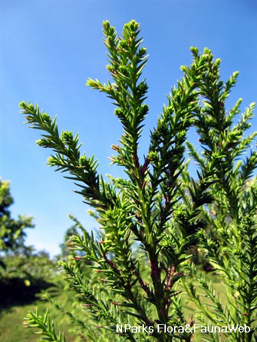 NParks | Cryptomeria japonica