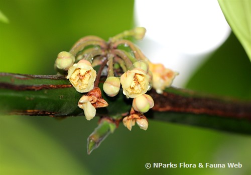 NParks | Garcinia nervosa
