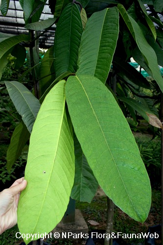 NParks | Garcinia nervosa