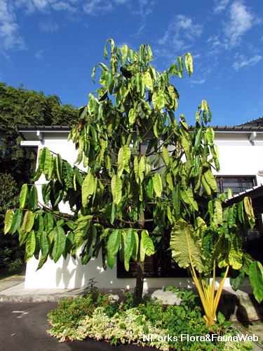 NParks | Garcinia nervosa