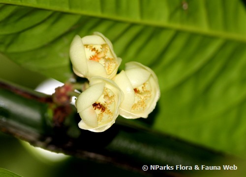 NParks | Garcinia nervosa