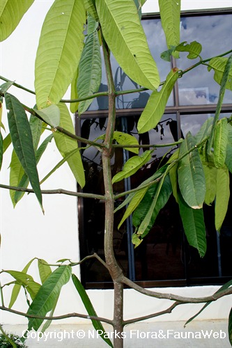 NParks | Garcinia nervosa