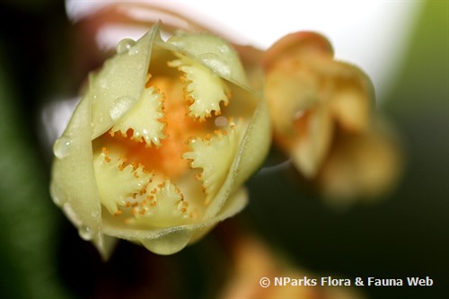 NParks | Garcinia nervosa