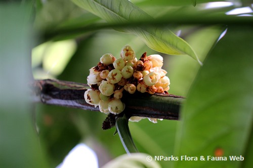 NParks | Garcinia nervosa