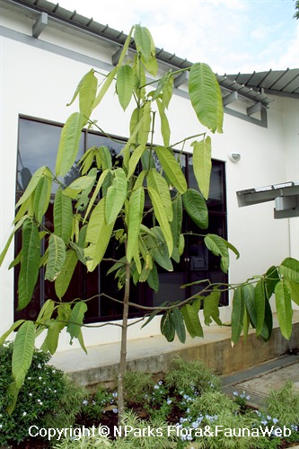 NParks | Garcinia nervosa