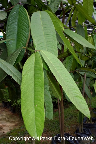 NParks | Garcinia nervosa