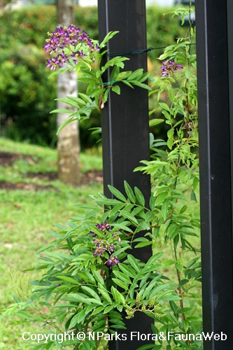 NParks | Callerya reticulata