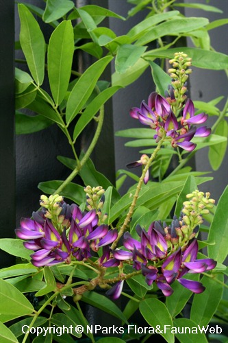 NParks | Callerya reticulata