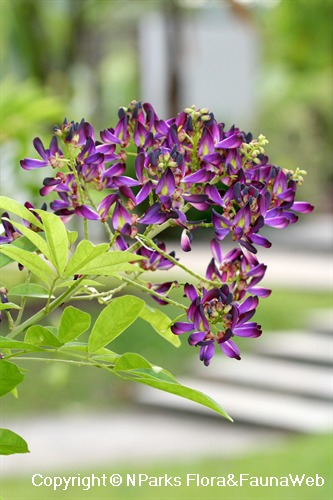 NParks | Callerya reticulata