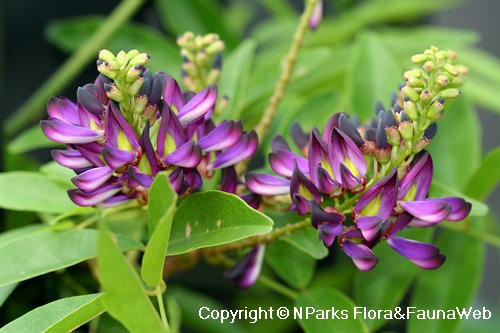NParks | Callerya reticulata