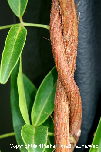 NParks | Callerya reticulata