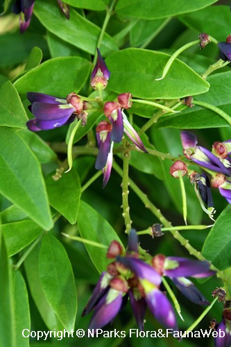 NParks | Callerya reticulata