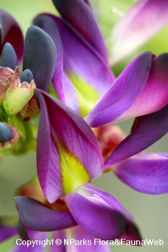 NParks | Callerya reticulata