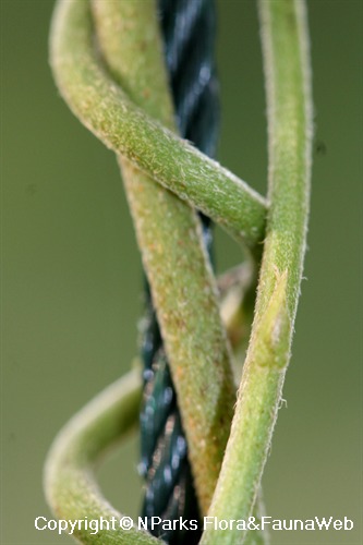 NParks | Callerya reticulata