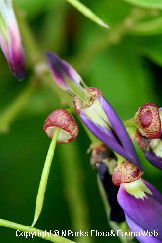 NParks | Callerya reticulata