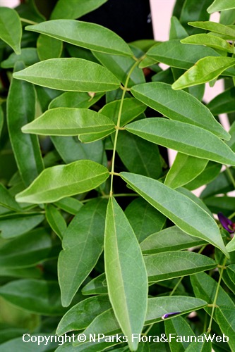 NParks | Callerya reticulata