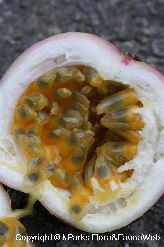 NParks | Passiflora edulis (purple fruit)