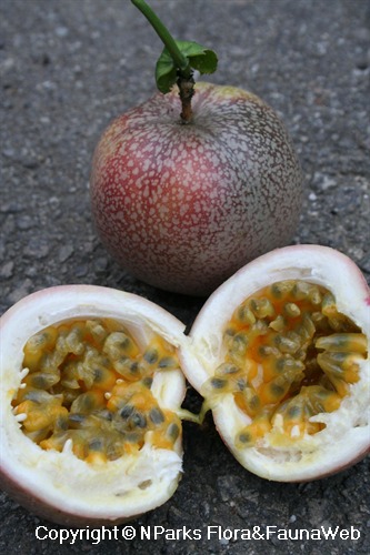 NParks | Passiflora edulis (purple fruit)