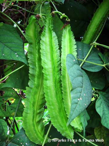 NParks | Psophocarpus tetragonolobus