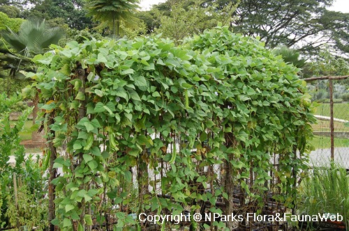 NParks | Psophocarpus tetragonolobus