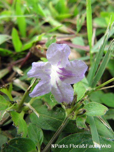NParks | Ruellia repens