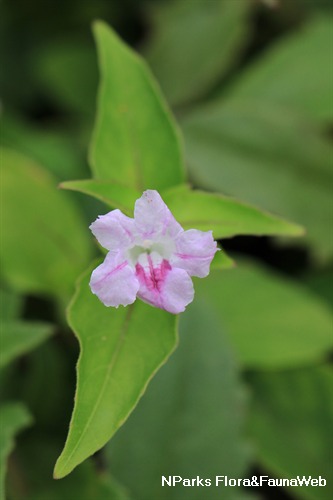NParks | Ruellia simplex 'Katie'