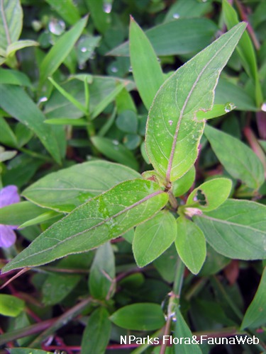 NParks | Ruellia repens