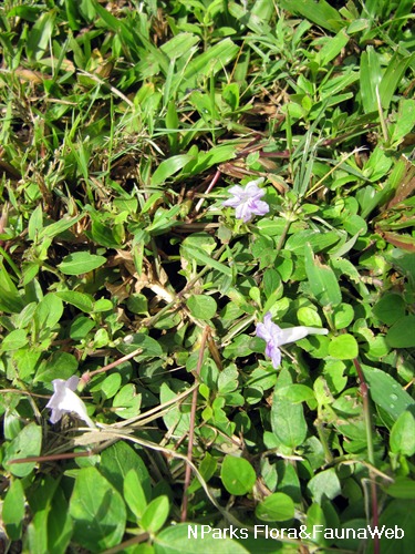 NParks | Ruellia repens