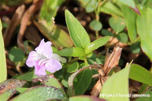 NParks | Ruellia repens