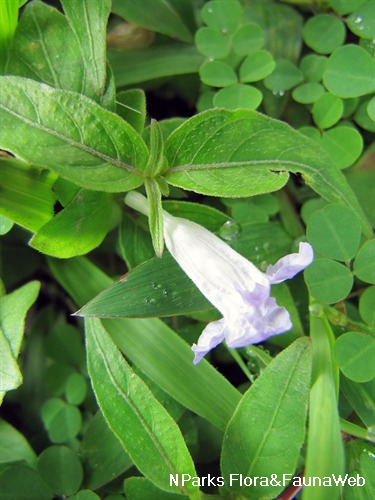 NParks | Ruellia repens