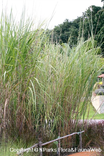 NParks | Saccharum spontaneum