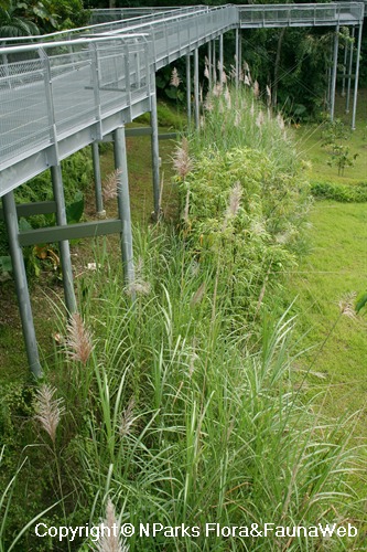 NParks | Saccharum spontaneum