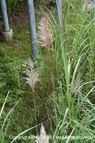 NParks | Saccharum spontaneum