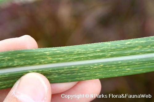 NParks | Saccharum spontaneum